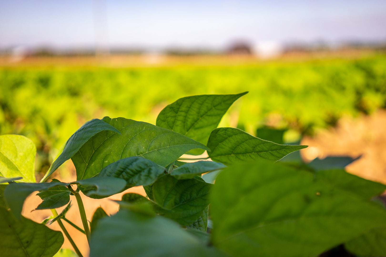 Cuban Cigars Rare Medio Tiempo Leaf – EGM Cigars
